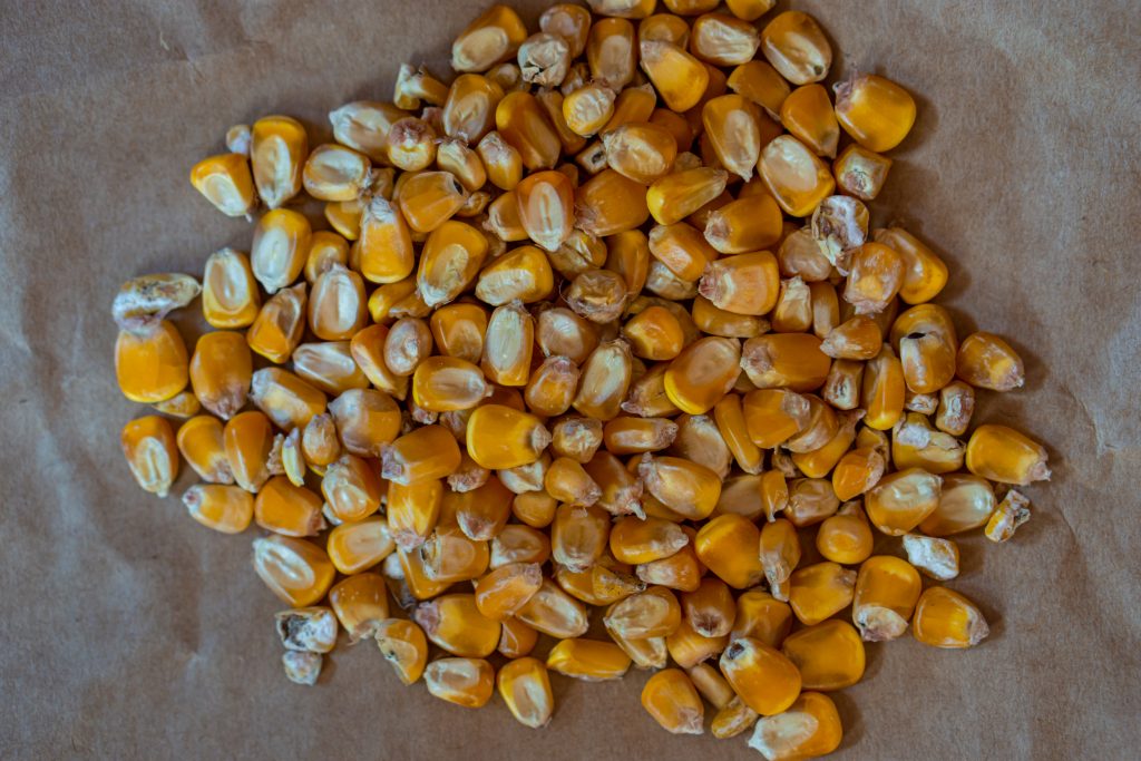 Dry corn grains - PixaHive