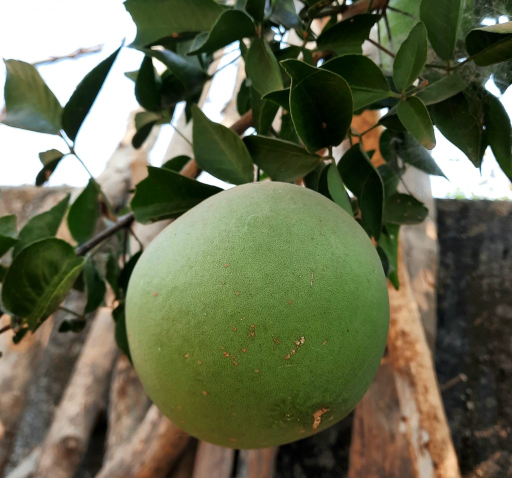 Fruit hanging on tree - PixaHive