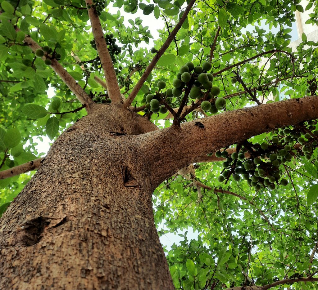 Fruit tree - PixaHive