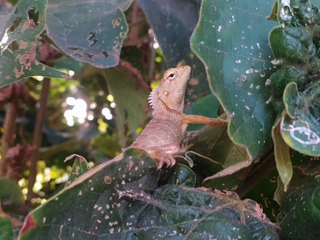Garden Lizard on plant leaf - PixaHive