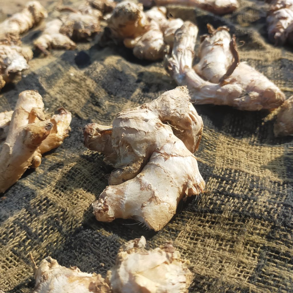 Ginger roots - PixaHive