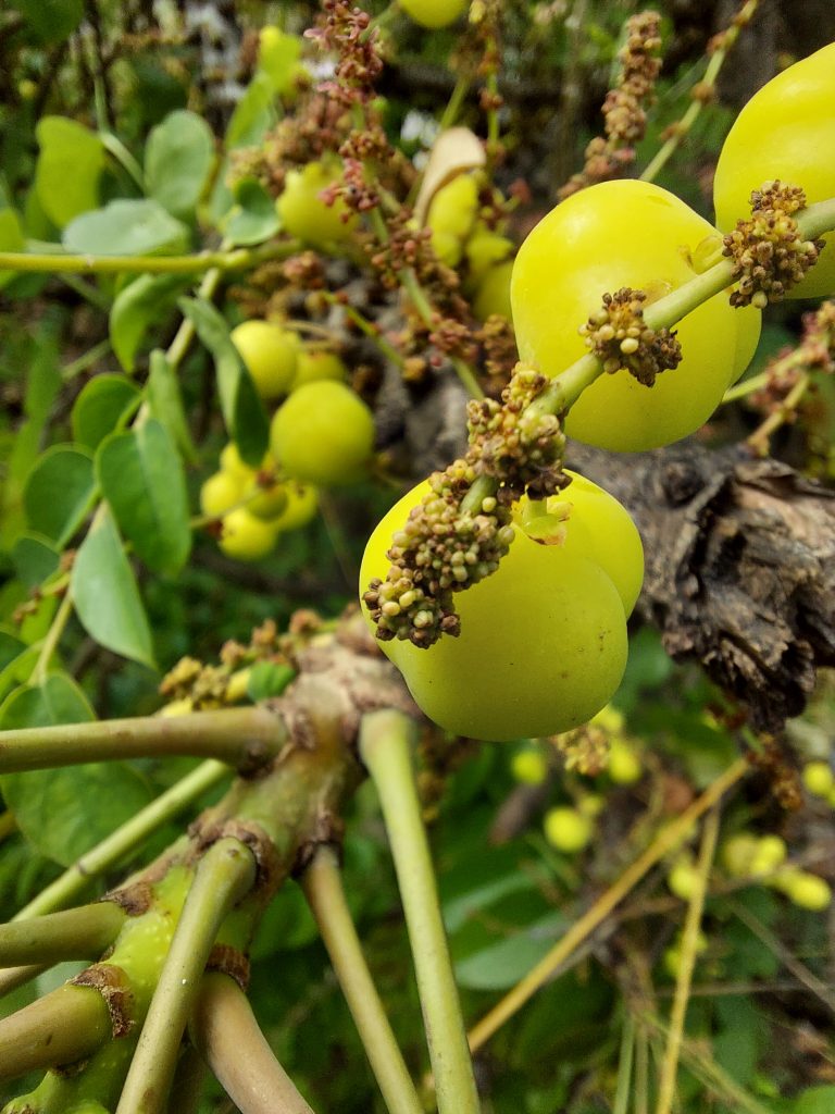 Gooseberry fruit - PixaHive