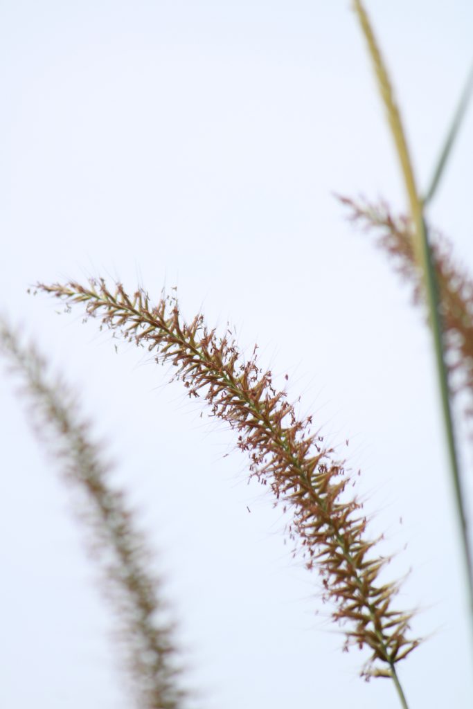 Grass plants - PixaHive