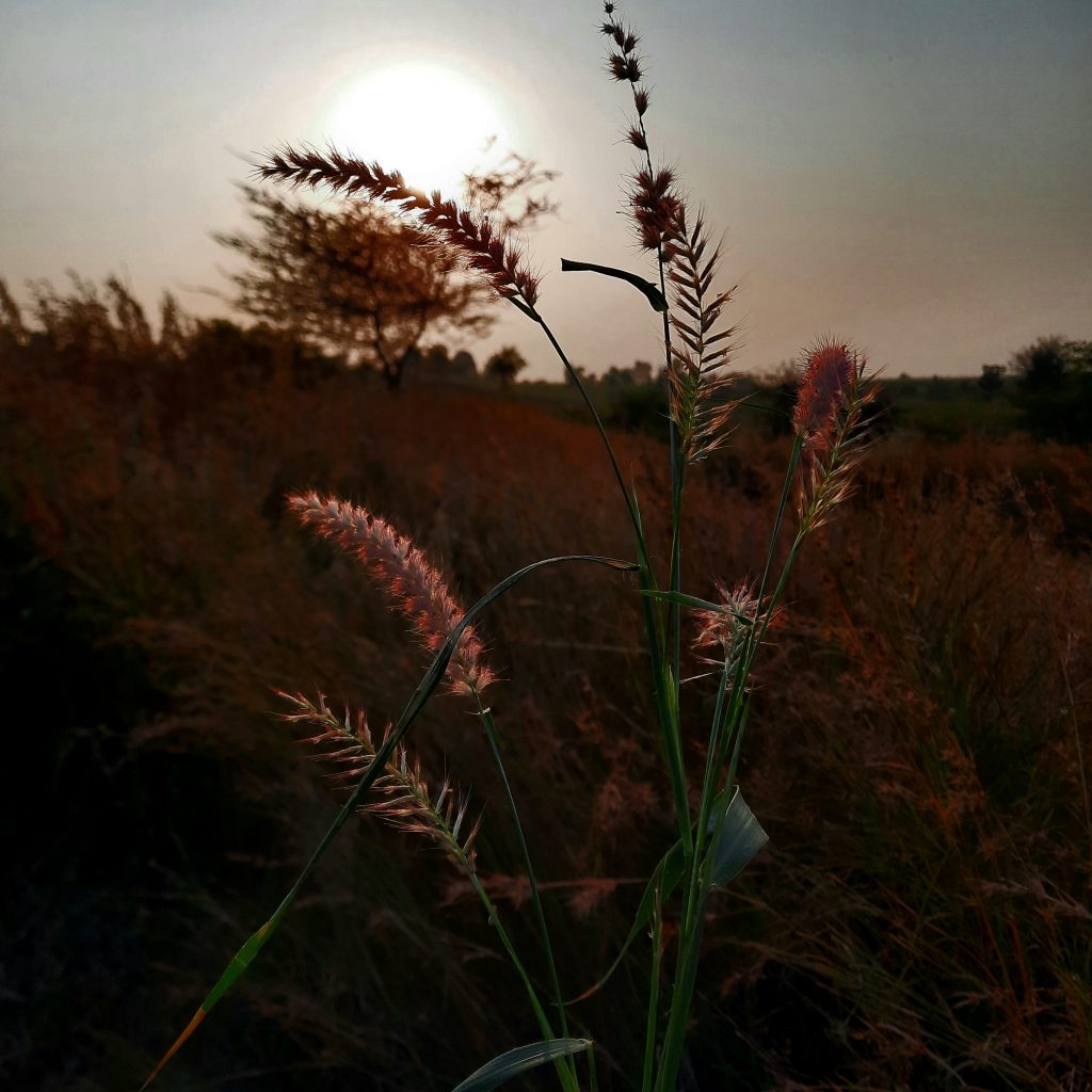 Grass plants during sunset - PixaHive