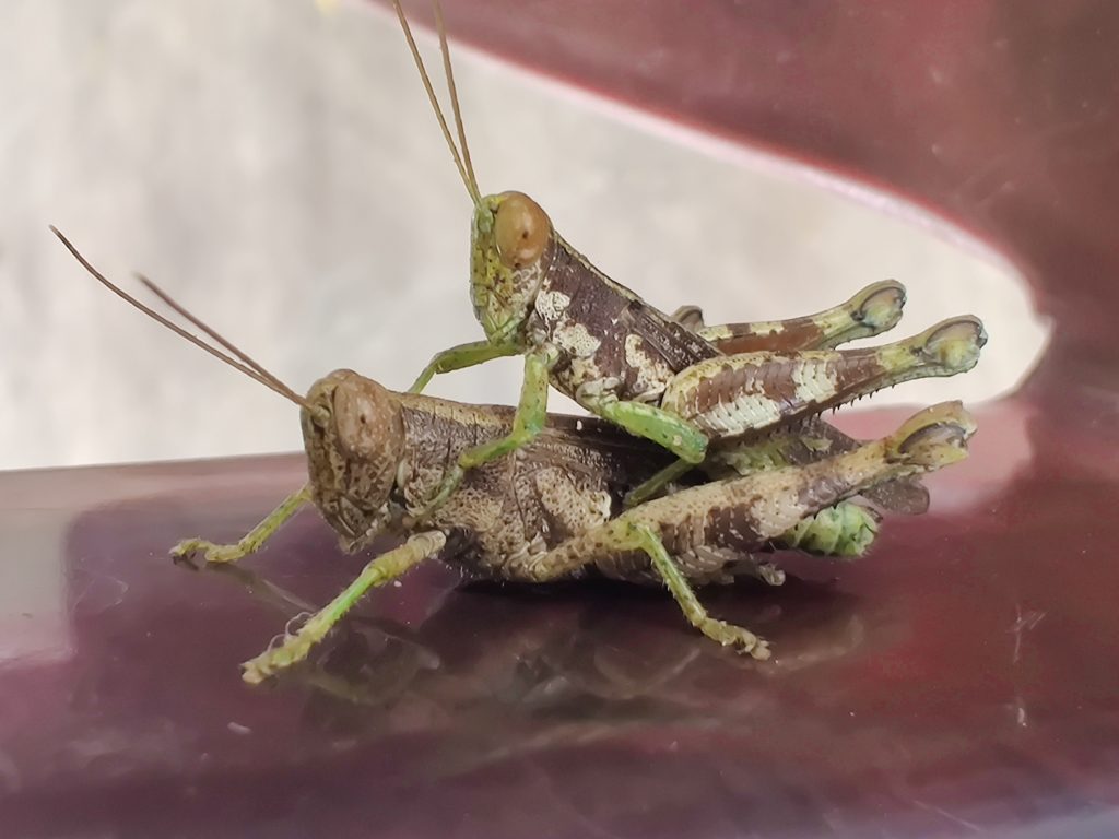 Grasshoppers mating - PixaHive