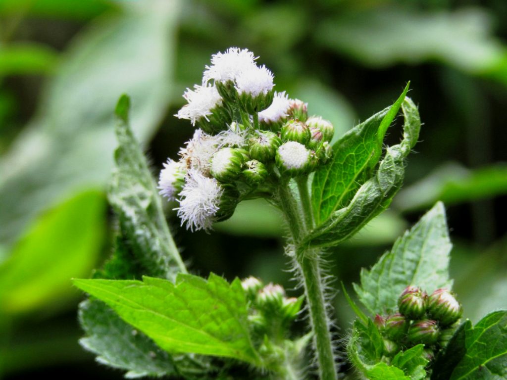 Green plant - PixaHive