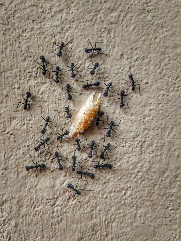 Group of Black Ants - PixaHive