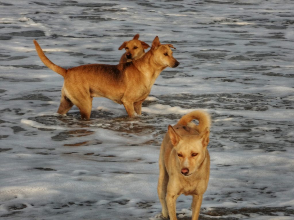 Group of dog playing in Sea water - PixaHive