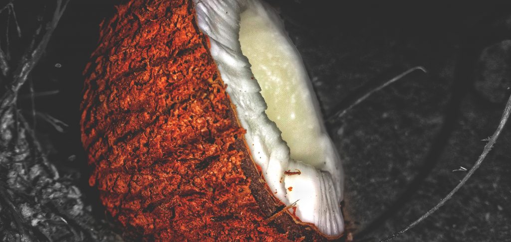 Half shell of Coconut fruit - PixaHive