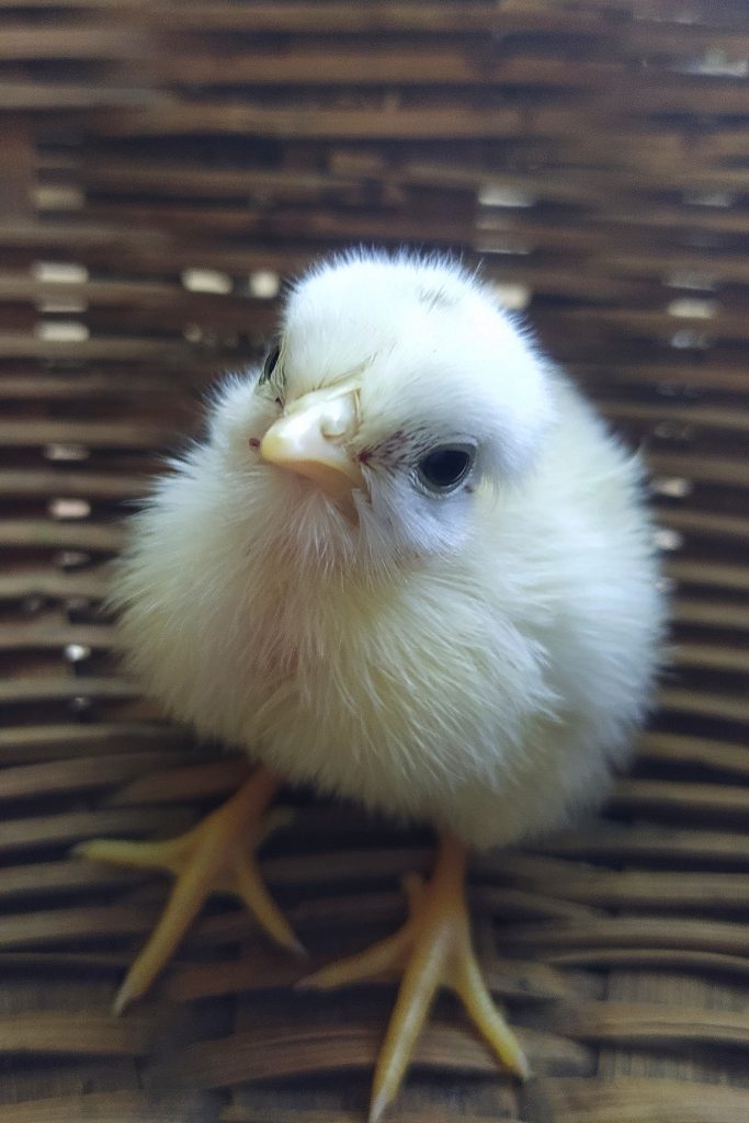 A chick - PixaHive