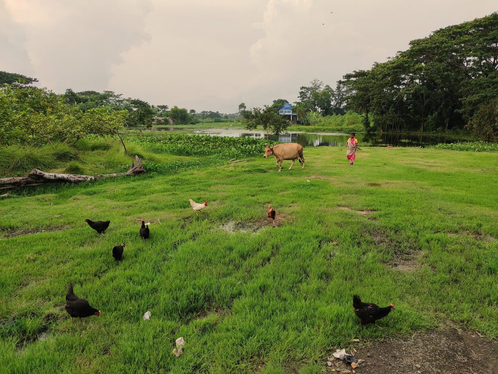 Hens and cow - PixaHive