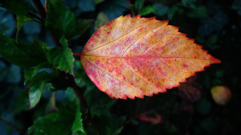 Hibiscus leaf - PixaHive