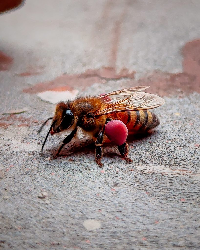 Honey Bee Close-up - PixaHive