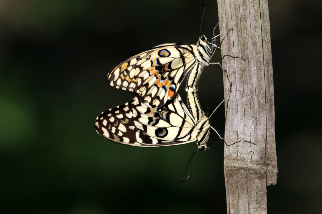 Butterfly mating - PixaHive