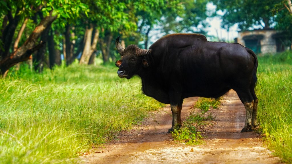 Indian bison - PixaHive