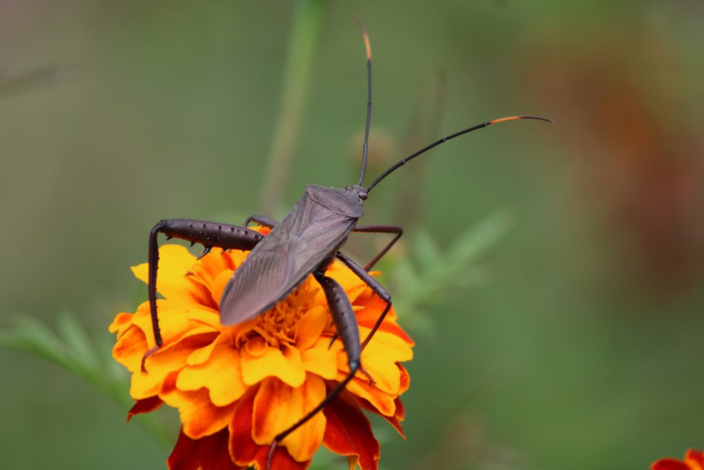 Insect on flower - PixaHive