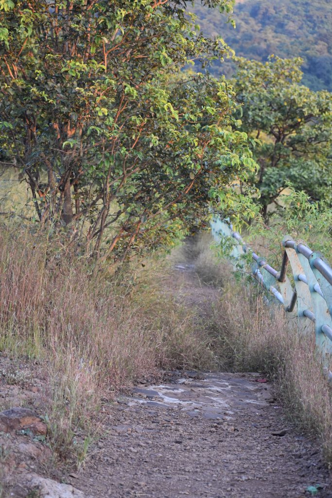 A path in forest - PixaHive