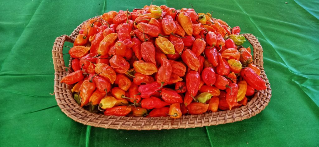 King chilli - PixaHive