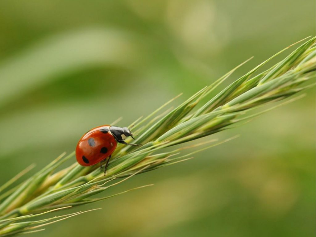 Ladybug Close-up - PixaHive