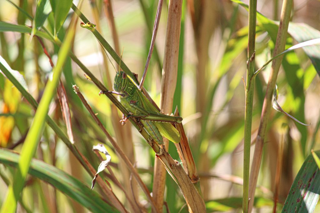 Large green locust - PixaHive