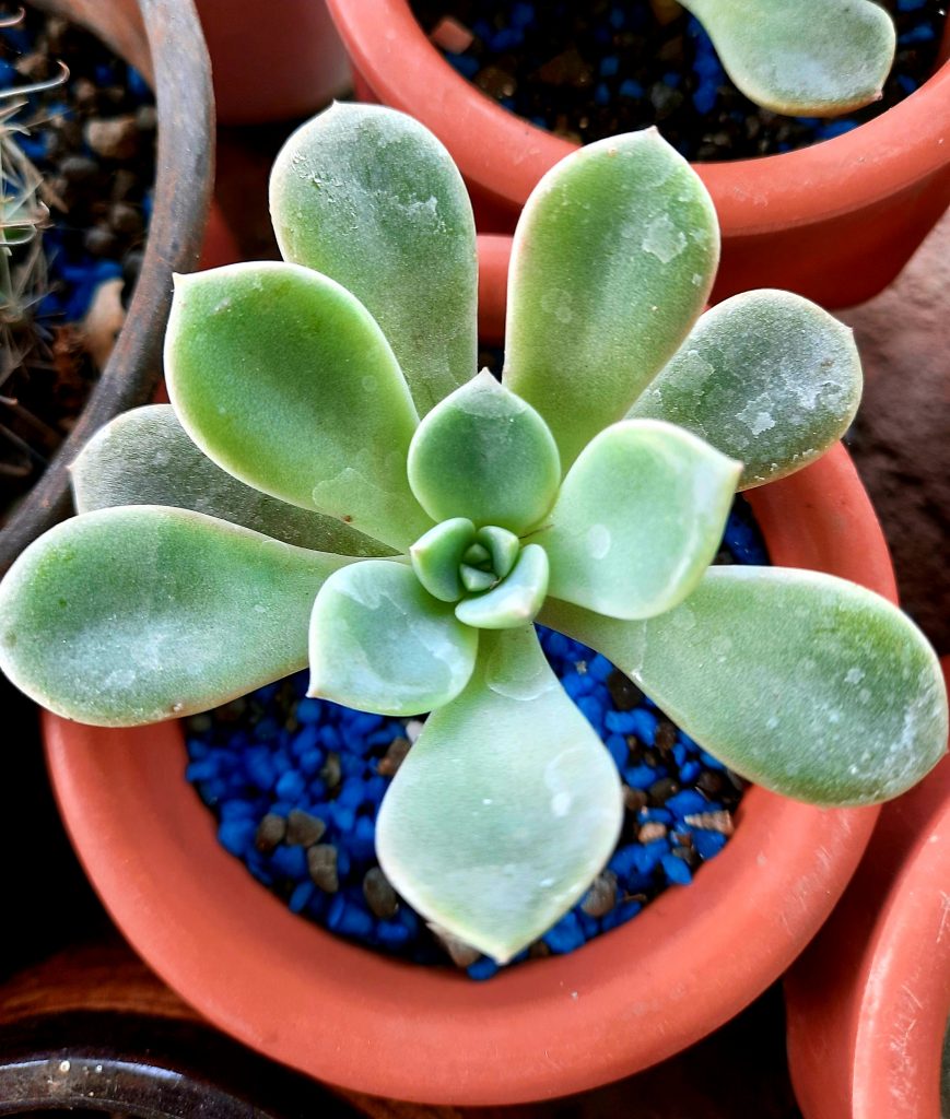 A house plant - PixaHive