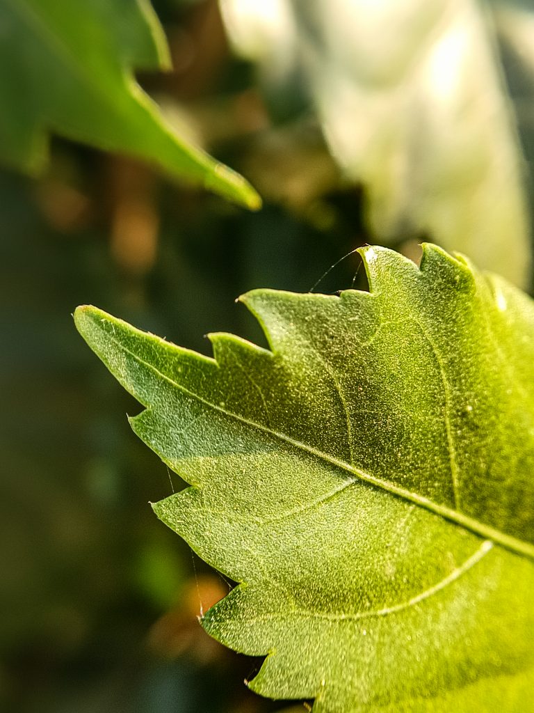 Leaf detailed shot - PixaHive