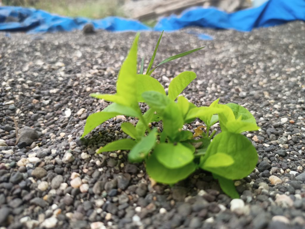 Litel tree - PixaHive