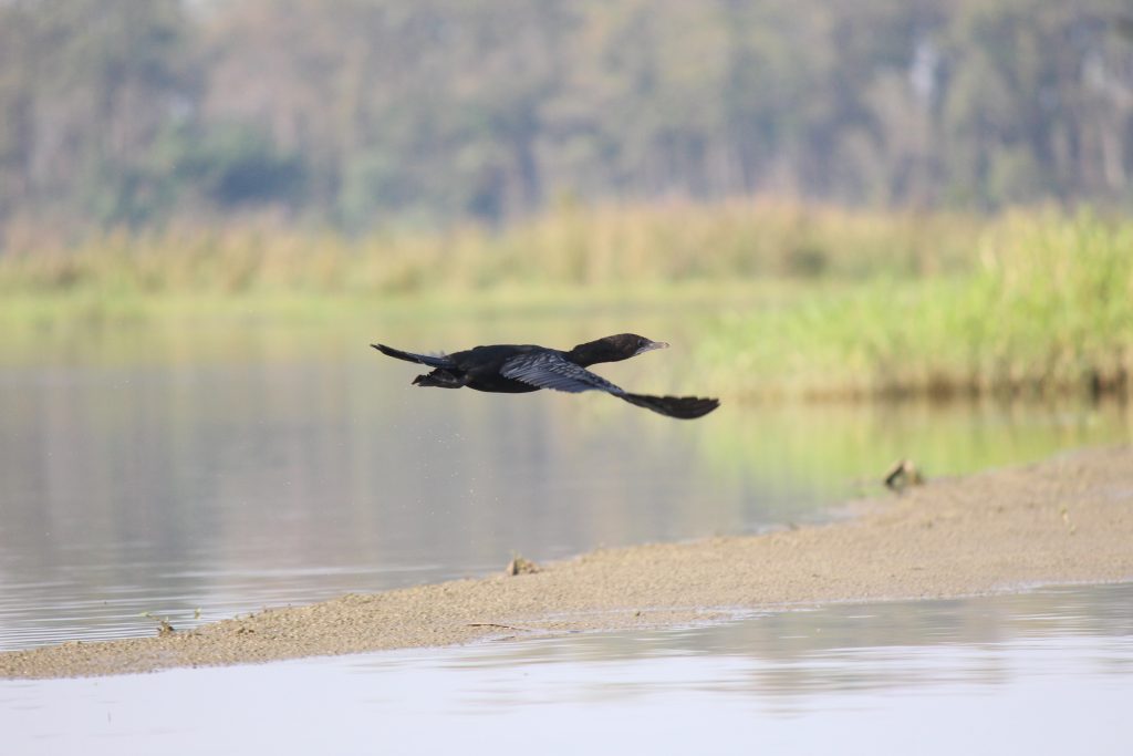 Little Cormorant in flight - PixaHive