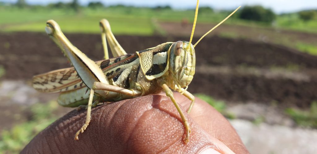 Locust closeup - PixaHive