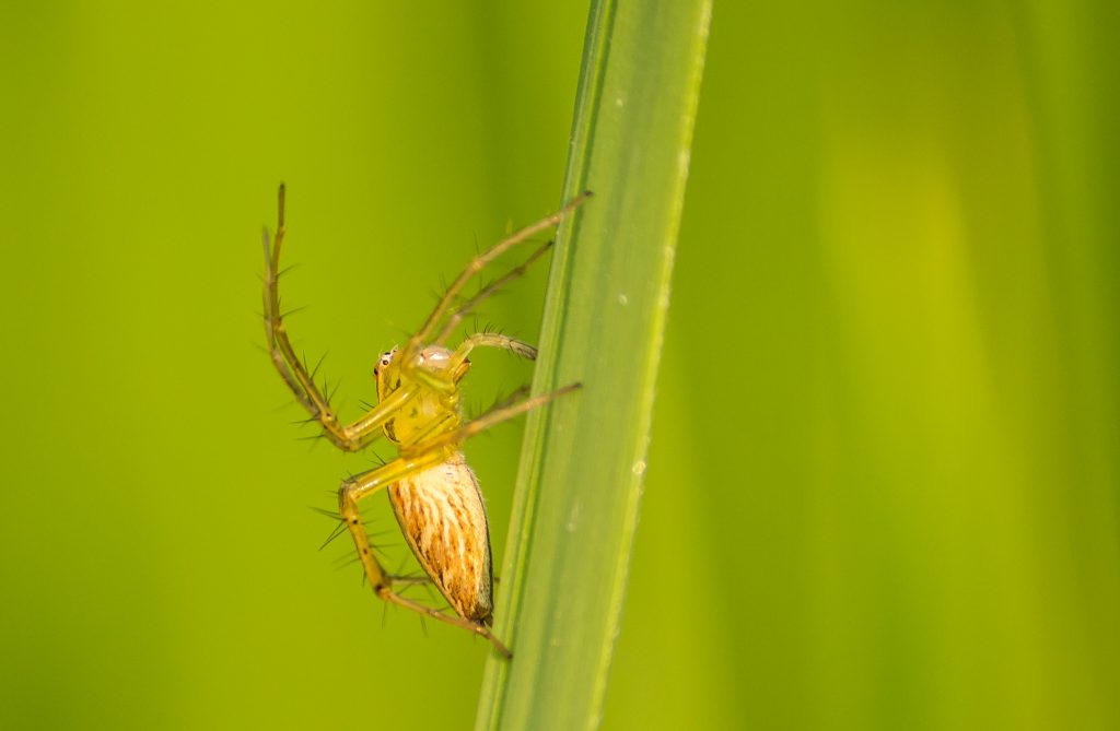 Lynx Spider Hug - PixaHive