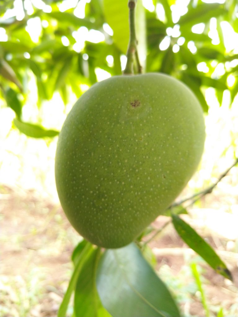 Mango With Leaf - PixaHive