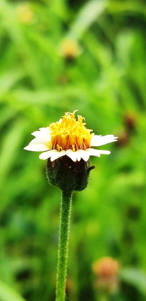 Medicinal Plant - PixaHive