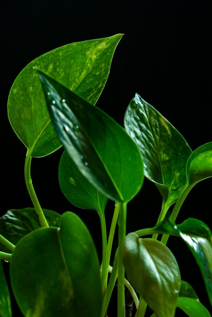 Money plant leaves with a dark background - PixaHive