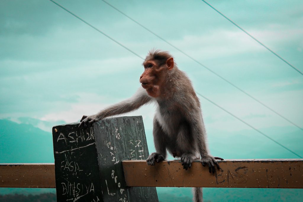 a sitting monkey - PixaHive