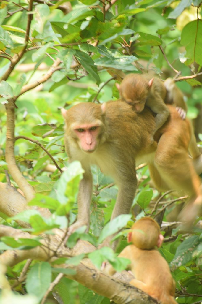 Monkey carrying their small monkey - PixaHive