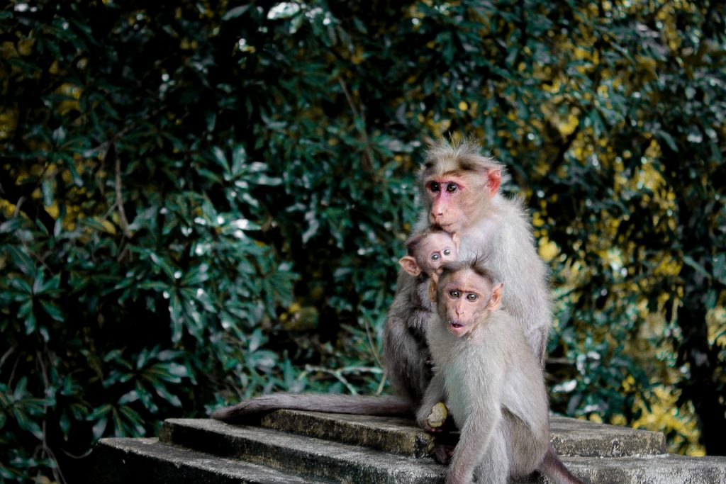 Monkey family - PixaHive