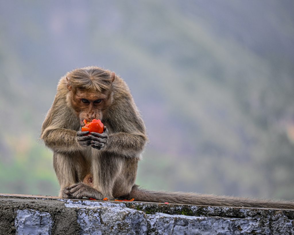 Monkey with tomato - PixaHive