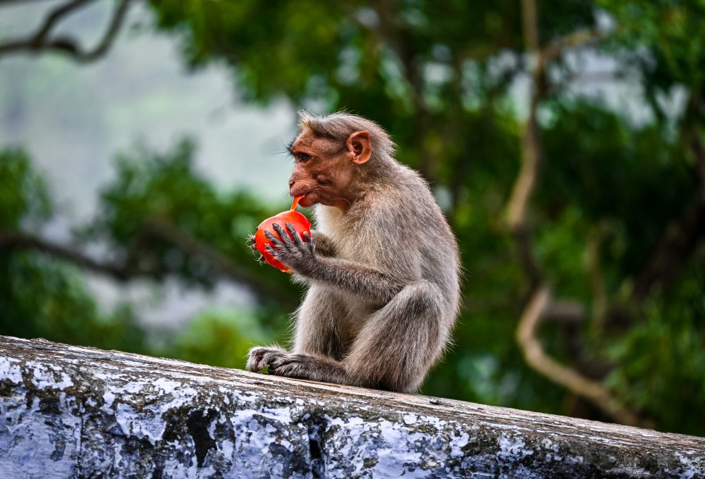 Monkey with tomato - PixaHive