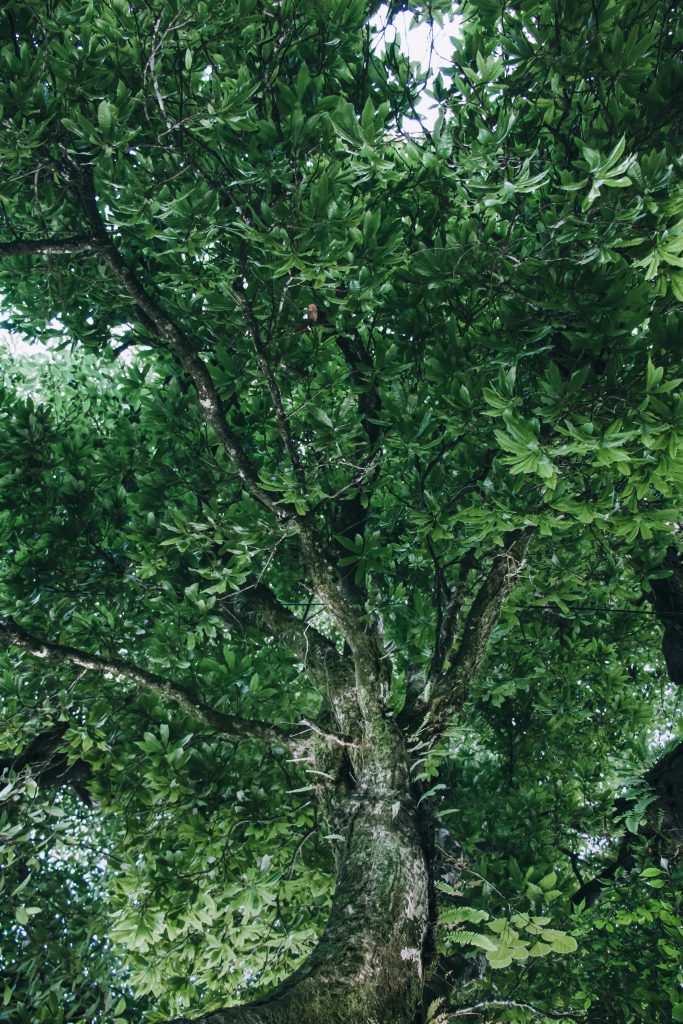 Moody Green Tree - PixaHive