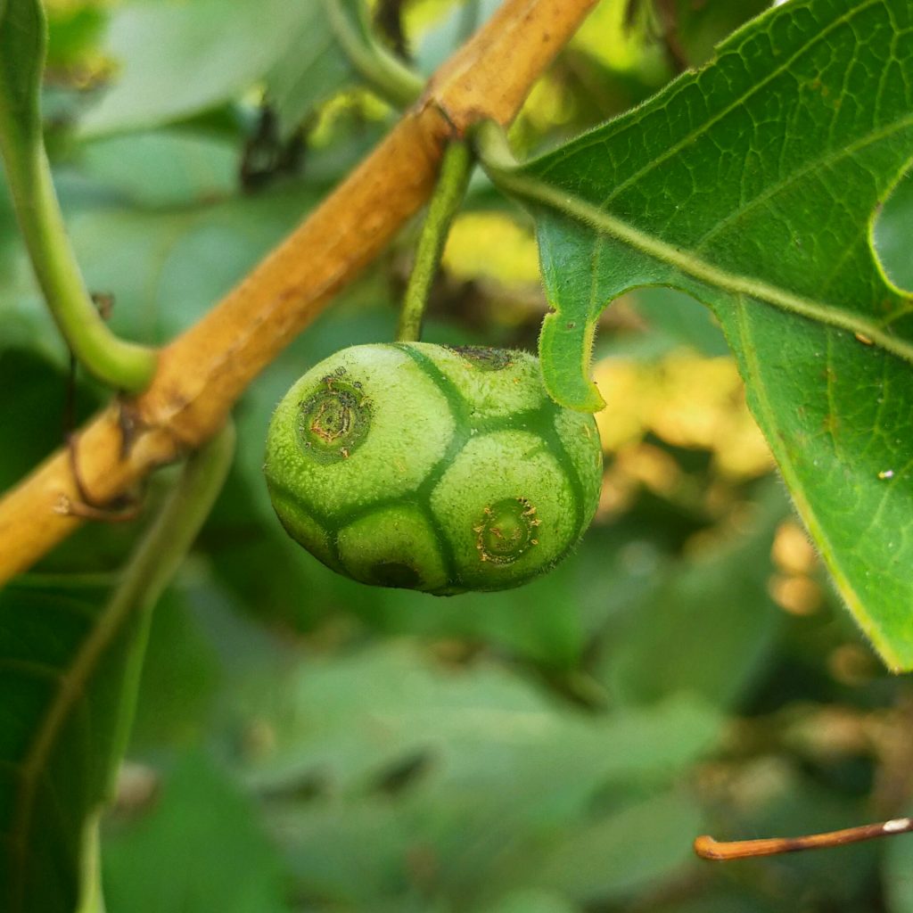 Mulberry fruit - PixaHive
