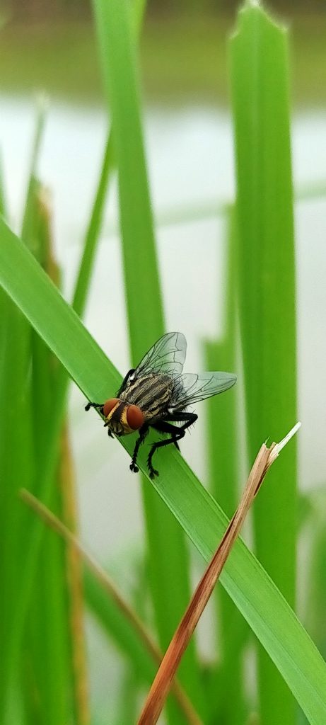 Musca domestica - PixaHive
