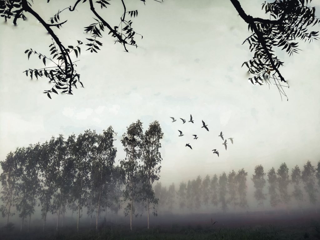 Nature View - PixaHive