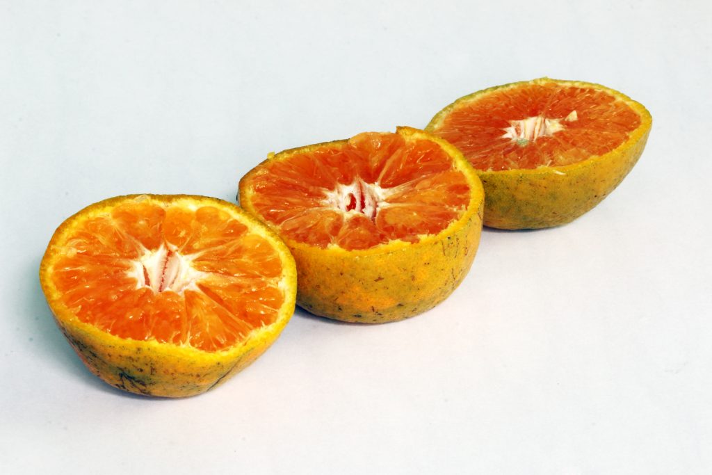 Orange cut picees - PixaHive