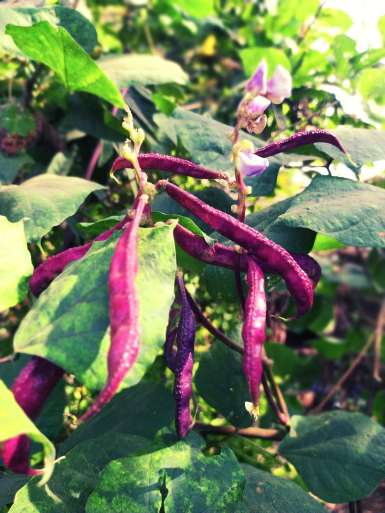 Leaves and legumes of a plant - PixaHive