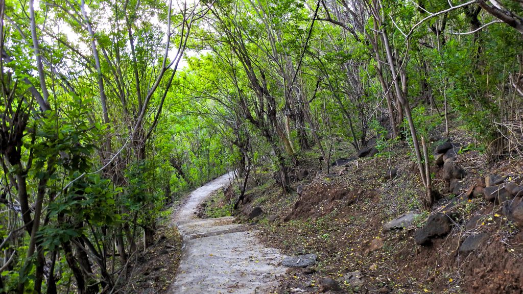 Path through the Forest - PixaHive