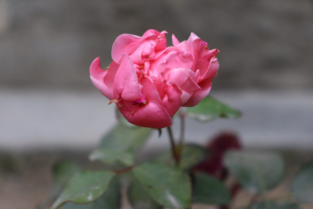 Pink Chinese Rose - PixaHive