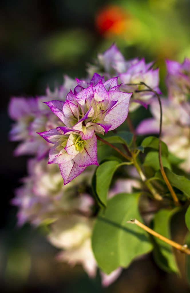 Pink Floral - PixaHive