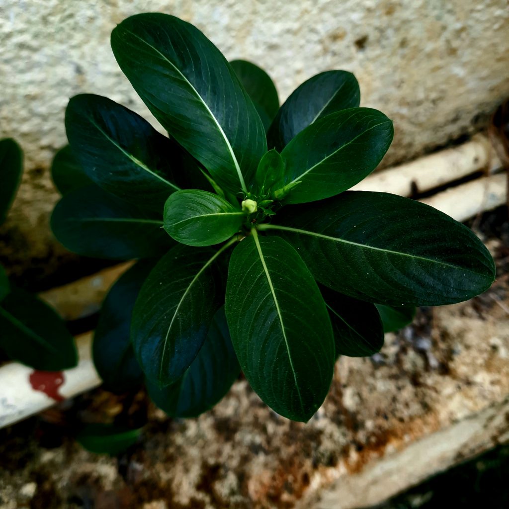 Plant leaves - PixaHive