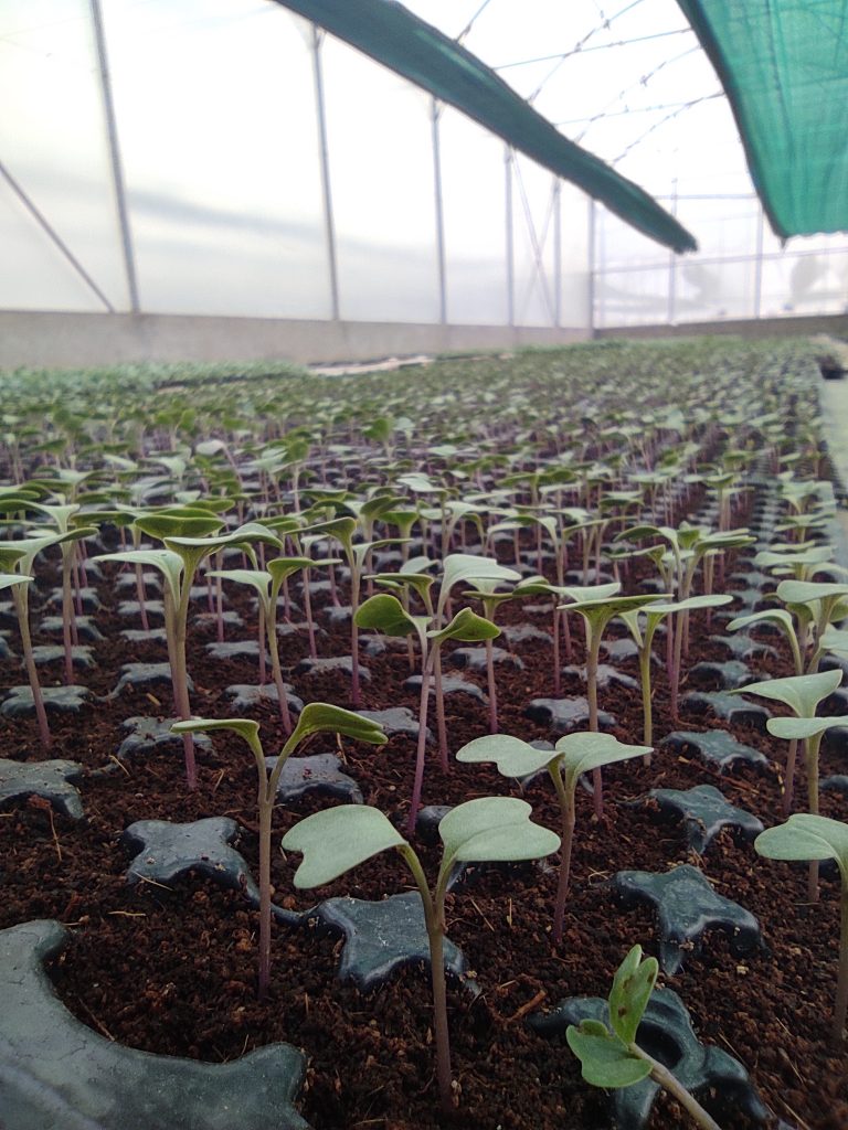 Plant seedling in a nursery - PixaHive