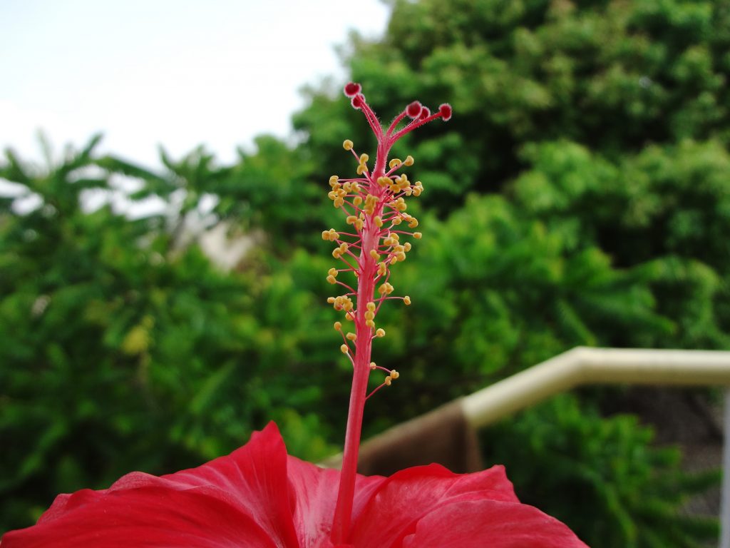 Pollen stem of hibiscus plant - PixaHive
